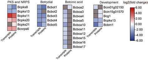 Frontiers Combined Transcriptome And Proteome Analysis Of Bcfrp1