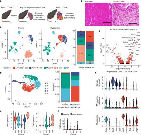 Scrna Tcr Seq Reveals Abundant Clonal Effector Cd8⁺ T Cells In