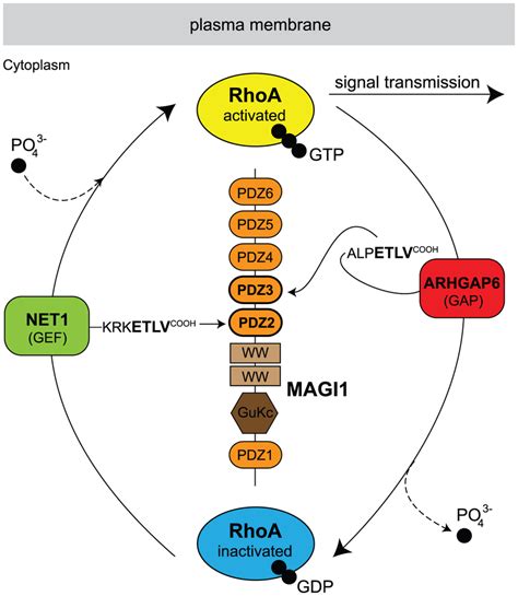 Suggested Model For Magi1 Scaffolding Function In Rho Gtpase Mediated