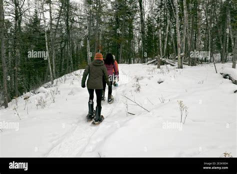 Women Snowshoeing Through The Woods In The Winter Snow Of The Upper