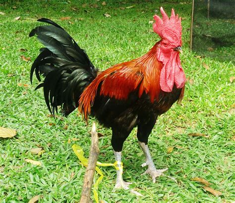Ayam Pelung Kokok Dari Cianjur