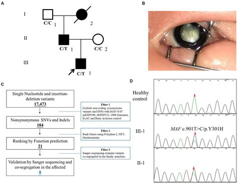 Frontiers Case Report Whole Exome Sequencing Identified A Novel