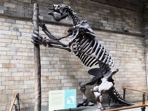 Dinosaurs In Natural History Museum London My Forever Travel