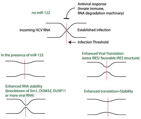 Pathogens Free Full Text Microrna 122 Regulation Of Hcv Infections