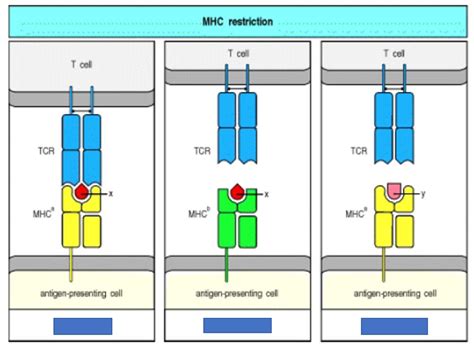 Tcr Recognition Of Mhc And Peptide Diagram Quizlet