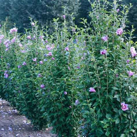 Questions Answered Series Rose Of Sharon Hibiscus