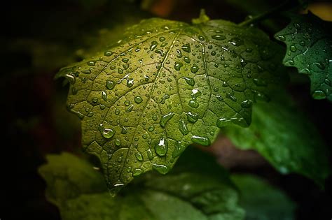 Hd Wallpaper Water Droplets On Green Leaves Nature Flowers Water
