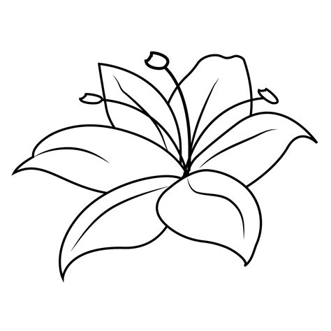 Lily Flower Drawing Tattoo