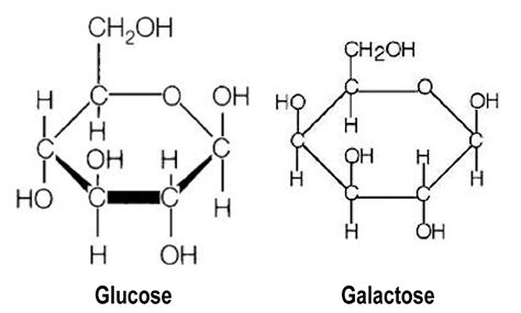 Human Biology Online Lab Galactose By Zora Rabb