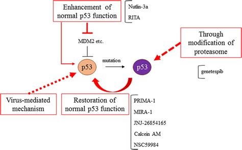 Mutant P53s Targeted Therapies Treatment Strategies For Mutant P53s