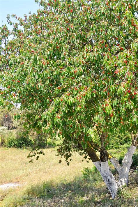 How To Grow And Care For Fruiting Cherry Trees Gardeners Path