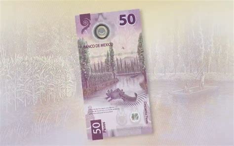 Conoce Ala Gorda El Ajolote Que Es La Figura Del Billete De 50 Pesos