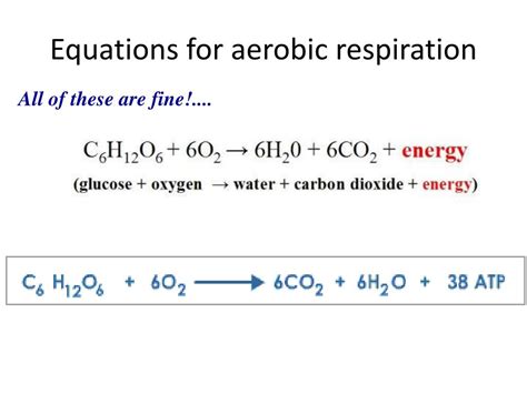 Ppt Cellular Respiration Powerpoint Presentation Free Download Id