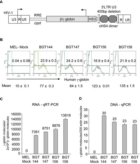 Insulated Sin Lentivirus Vectors Containing 5′hs3 β γ Globin Transgenes
