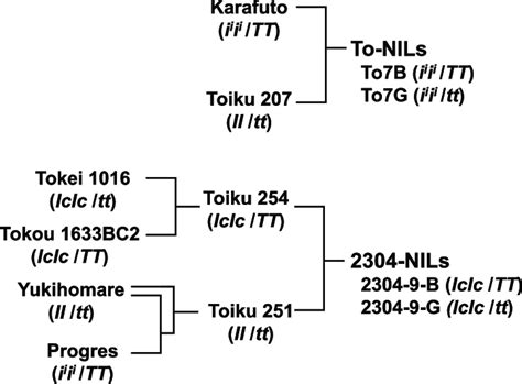 Pedigrees Of The Two Pairs Of Near Isogenic Lines Nils For The T