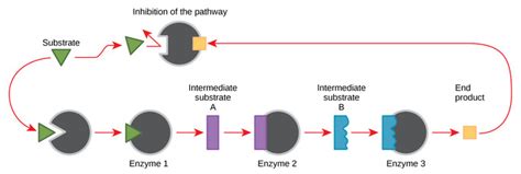 Enzymes Boundless Biology