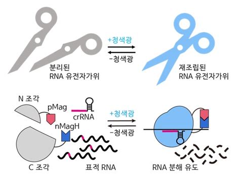 Rna 유전자 가위 정밀제어기술로 유전자 치료 성큼