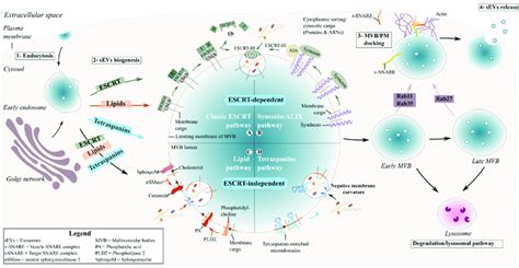 Biogenesis And Secretion Of Exosomes Schematic Representation Of