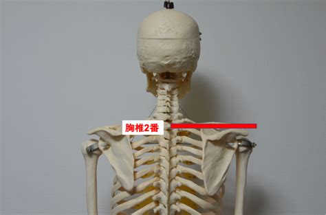 肩甲骨の正しい位置を知ろう Fiet Conditioning 公式ページ