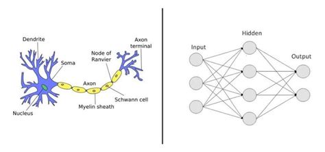 understanding neural network a beginner s guide riset