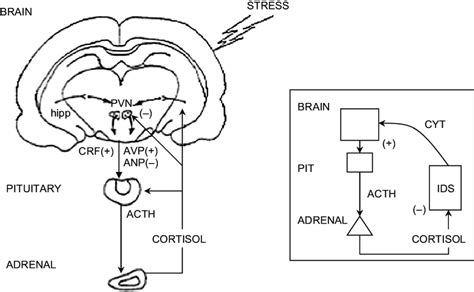 4 Schematic Diagram Of The Elements Involved In Glucocorticoid Negative