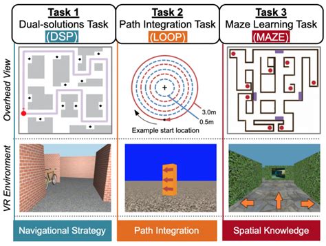 spatial navigation sex hormones and the aging brain emily jacobs