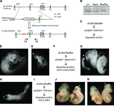 Slc19a1 Conditional Knockout Mice Show Neural Tube Defects A The