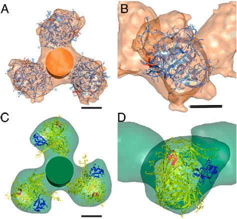 Figure 1 From Quaternary Structures Of Hiv Env Immunogen Exhibit