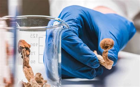 Psilocybin Microdosing A Comprehensive 2023 Guide Daytryp Health