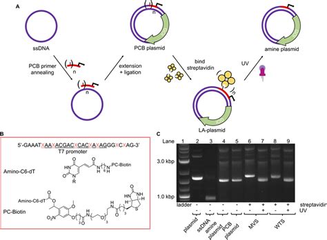 La Plasmids Through Photocaging The T7 Promoter A Overview Of