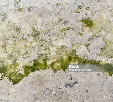 Fotografi Zat Hijau Pada Permukaan Beton Permukaan Beton Dengan Lumut