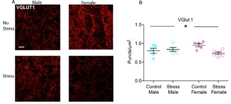 effect of scvs on vglut1 puncta in nac of male and female