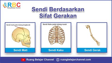 Macam Macam Sendi Pada Manusia Lengkap Dengan Contoh Dan Gambarnya