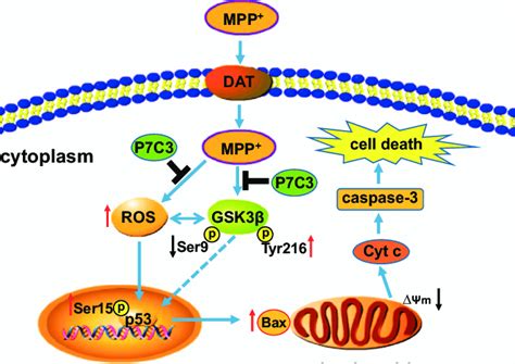 A Schematic Diagram Showing The Involvement Of The Gsk3β P53 Bax
