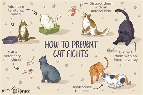 Reasons For Aggression Between Cats And How To Stop It