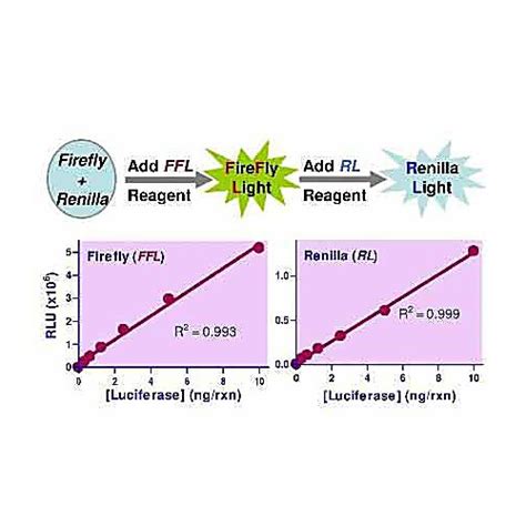 Superlight™ Dual Luciferase Reporter Gene Assay Kit