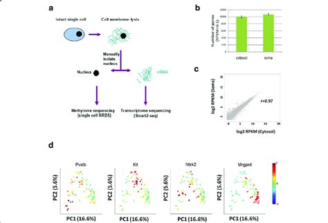 Single Cell Cytosol Transcriptome Resembles Single Soma Transcriptome