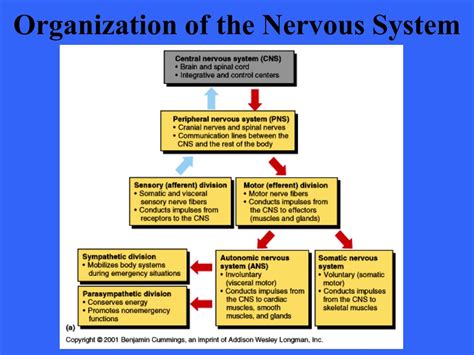 Ppt Fundamentals Of The Nervous System And Nervous Tissue Powerpoint
