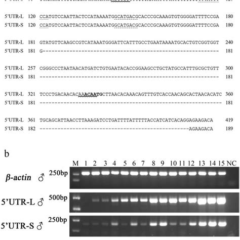 Transcription Factor Binding Sites In Different Size 5′utr And