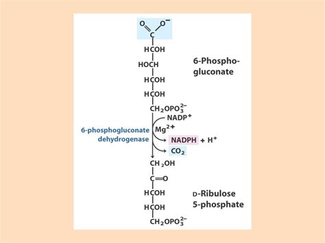 Lehninger Principles Of Biochemistry Pentose Phosphate Pathway Ppt