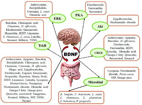 Modulation Of Bdnf Signaling By Different Natural Products Bdnf