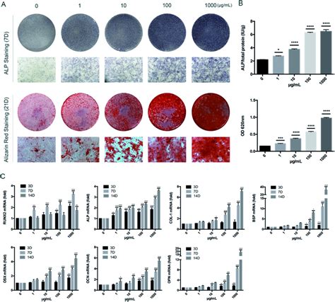 The Effect Of Kr 12 On Osteogenic Differentiation Of Hbmscs Cells Were