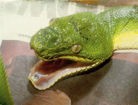 Tree Python Teeth
