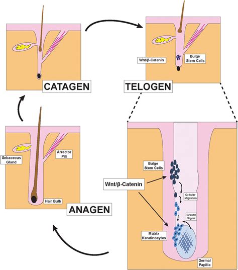 Hair Follicle Structures And Phases Of The Hair Cycle Illustration