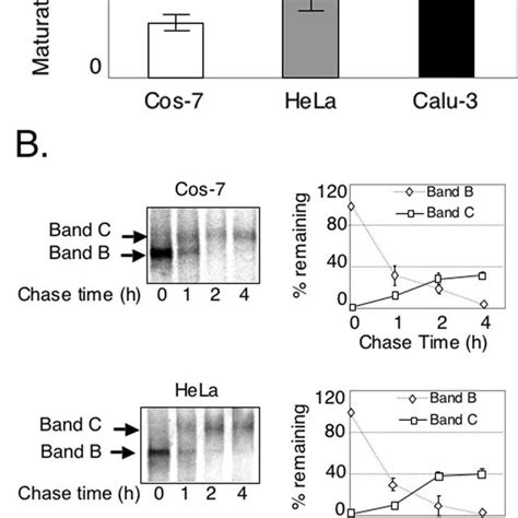 Cftr Expression And Maturation In T84 Cells Cftr Protein A And Mrna
