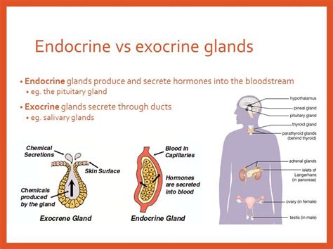 Explain The Different Types Of Exocrine Glands