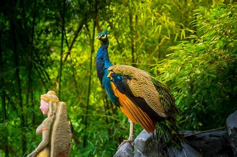 Free Images Nature Forest Bird Wildlife Jungle Fauna Peacock