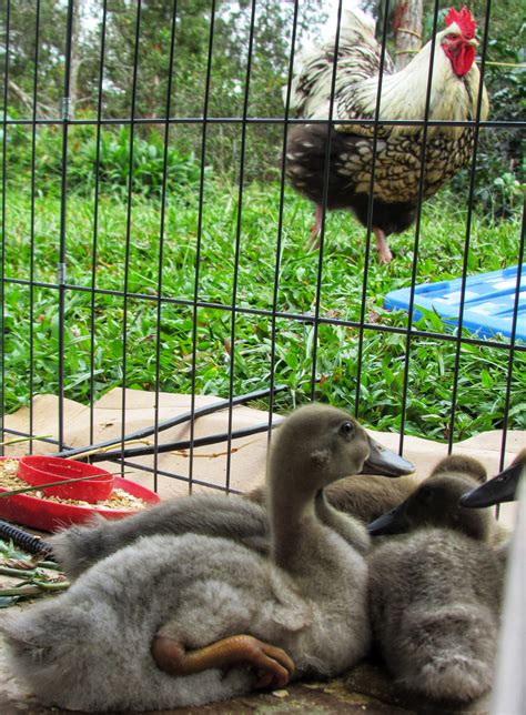 Rooster And Ducklings Backyard Chickens Learn How To Raise Chickens