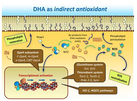 Antioxidants Free Full Text Dha And Its Elaborated Modulation Of