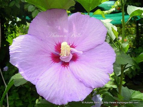 My Nice Garden Hibiscus Syriacus The National Flower Of South Korea